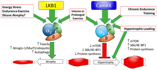 IJMS | Free Full-Text | The Role of AMPK in the Regulation of Skeletal ...