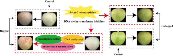 IJMS | Free Full-Text | Transcriptome Profiling Reveals Transcriptional ...
