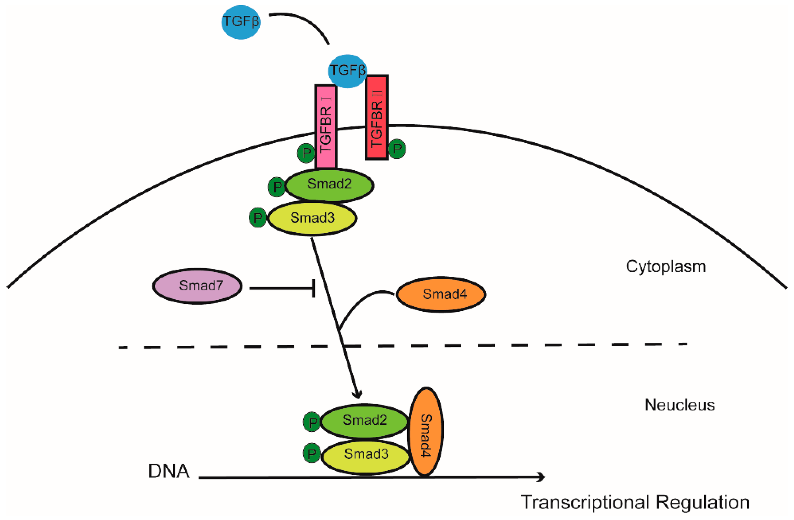 IJMS | Free Full-Text | The Role of the TGFβ Receptor Signaling Pathway ...