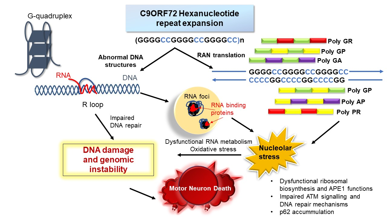 IJMS | Free Full-Text | The Emerging Role of DNA Damage in the ...