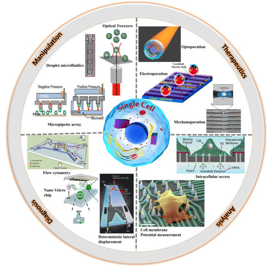 IJMS | Special Issue : Single Cell Technology