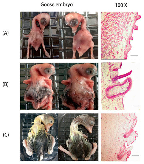 De Novo Transcriptome Sequencing Analysis of Goose (Anser anser ...