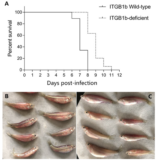 ITGB1b-Deficient Rare Minnows Delay Grass Carp Reovirus (GCRV) Entry ...