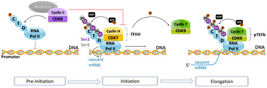 IJMS | Free Full-Text | The Emerging Role of Cyclin-Dependent Kinases ...