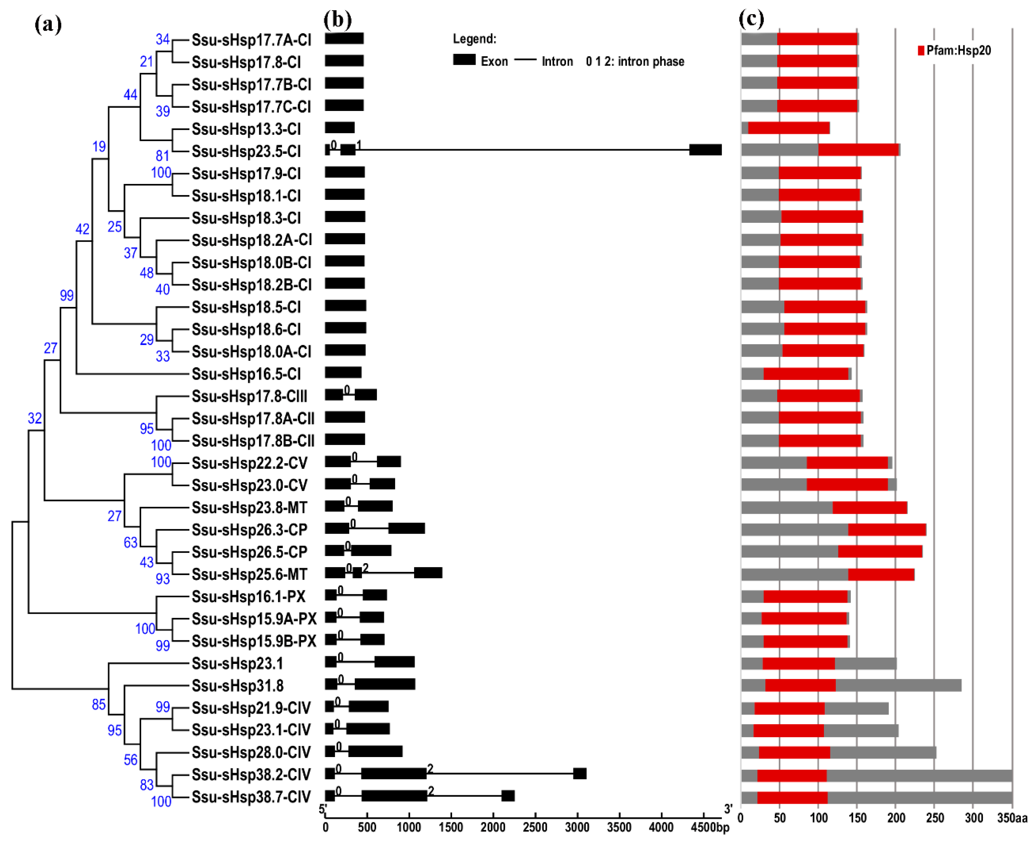 Genome-Wide Characterization of the sHsp Gene Family in Salix ...