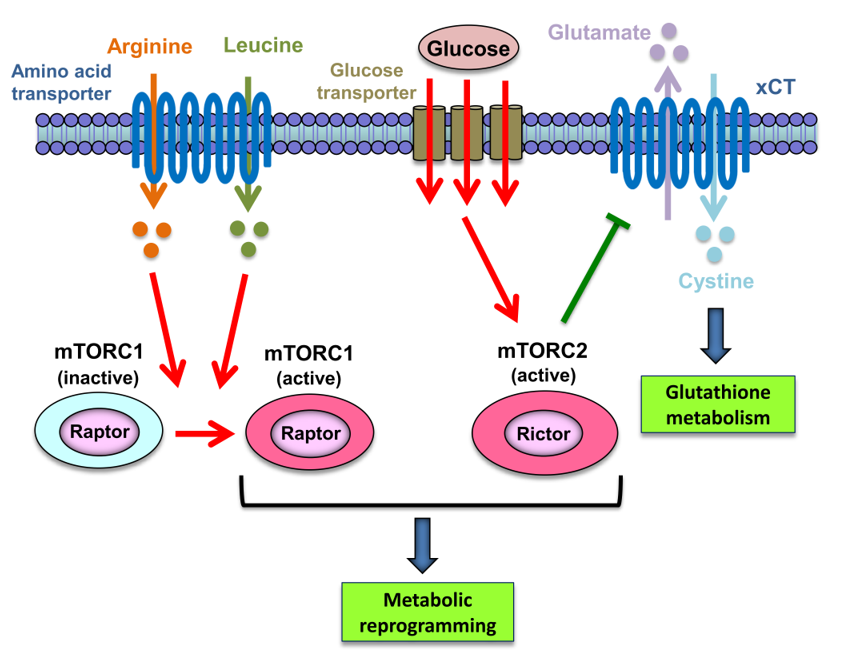 IJMS | Free Full-Text | mTOR Complexes as a Nutrient Sensor for Driving ...
