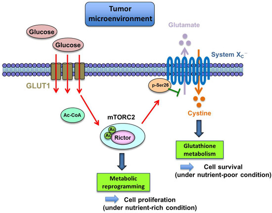 mTOR Complexes as a Nutrient Sensor for Driving Cancer Progression