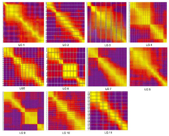 IJMS | Free Full-Text | Construction of A High-Density Genetic Map and ...
