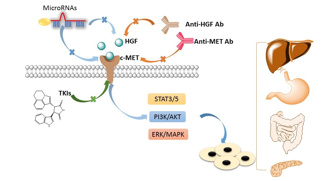 IJMS | Free Full-Text | HGF/c-MET: A Promising Therapeutic Target in ... IJMS | Free Full-Text | HGF/c-MET: A Promising Therapeutic Target in ...