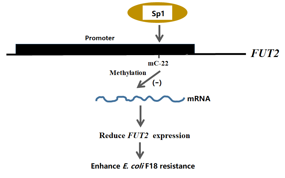 IJMS | Free Full-Text | New Insight into the Molecular Mechanism of the ...