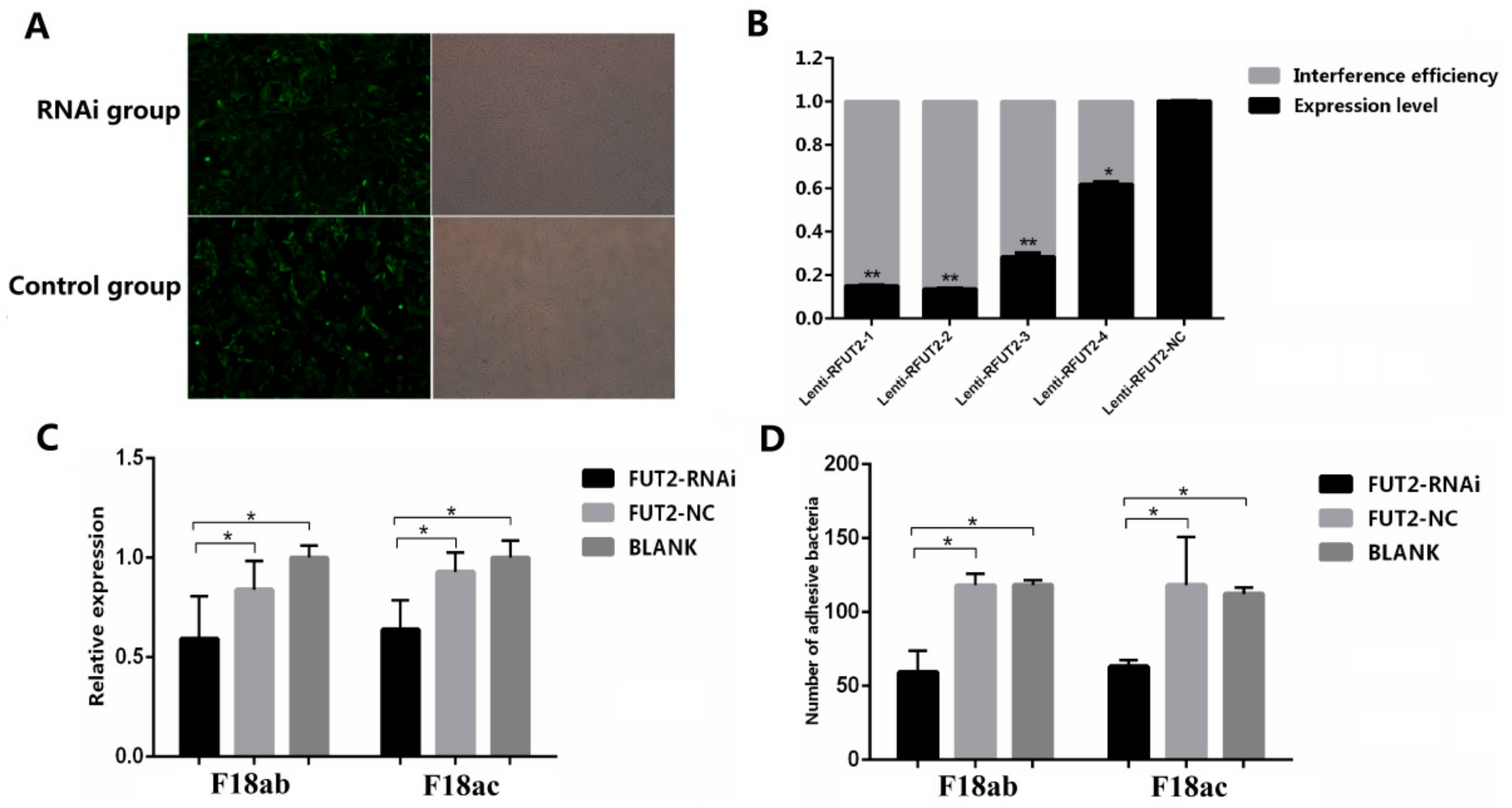 New Insight into the Molecular Mechanism of the FUT2 Regulating ...