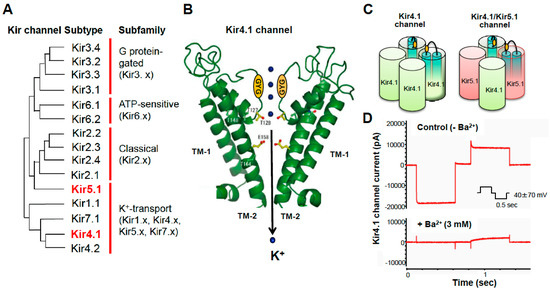 Inwardly Rectifying Potassium Channel Kir4.1 as a Novel Modulator of ...