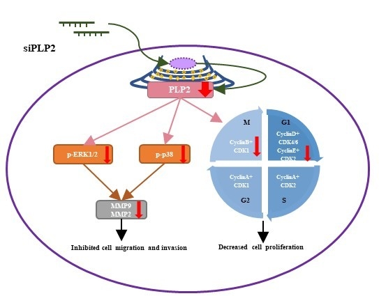IJMS | Free Full-Text | Proteolipid Protein 2 Overexpression Indicates ...
