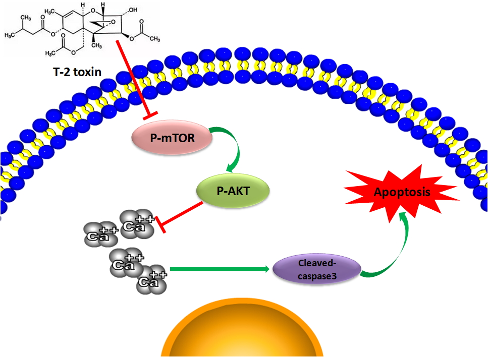 IJMS | Free Full-Text | T-2 Toxin Exposure Induces Apoptosis in TM3 ...
