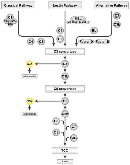 Role of the Complement System in the Response to Orthopedic Biomaterials