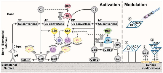 Role of the Complement System in the Response to Orthopedic Biomaterials