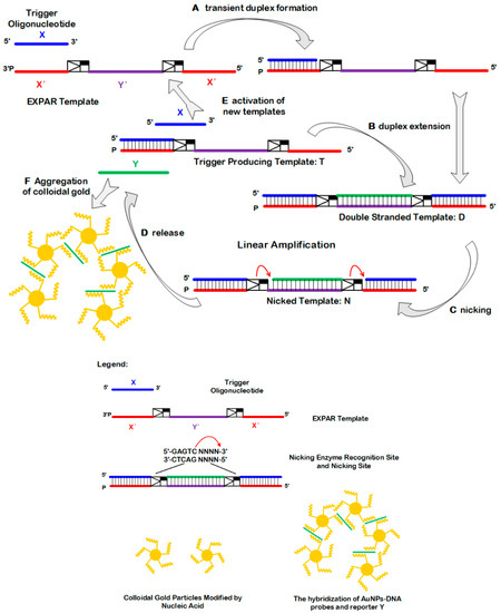 A Novel Design Combining Isothermal Exponential Amplification and Gold ...
