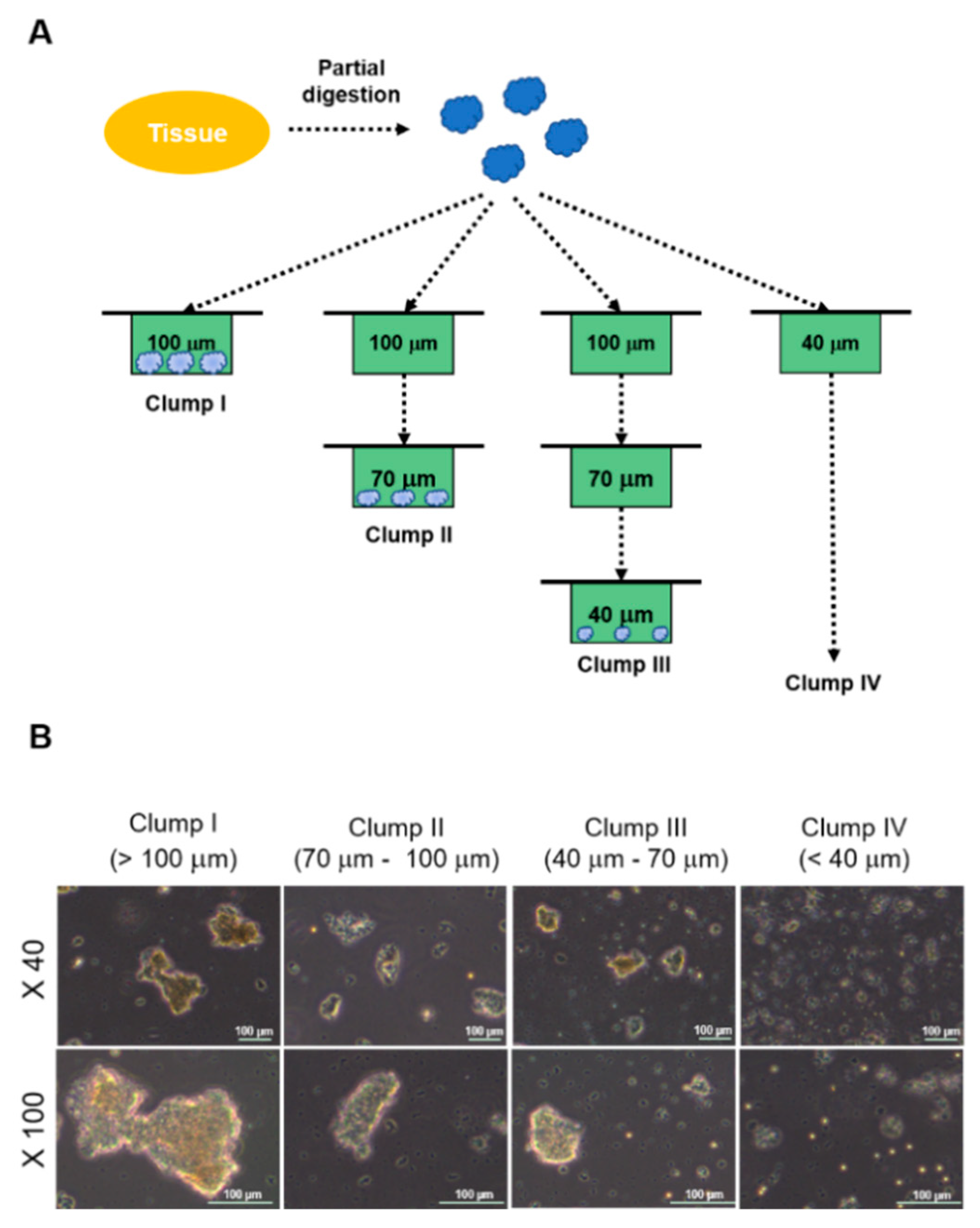 Optimized Clump Culture Methods for Adult Human Multipotent Neural Cells