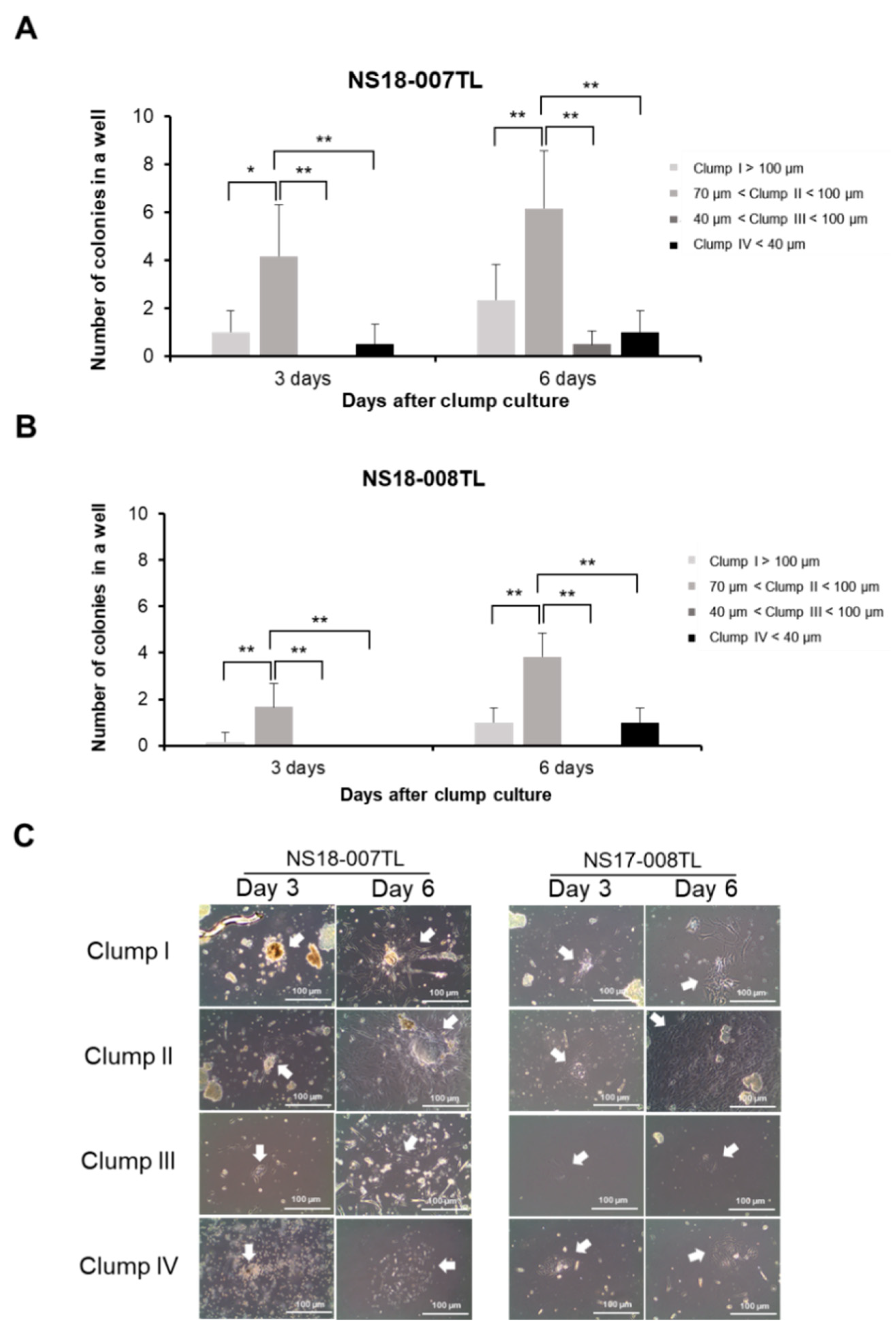 Optimized Clump Culture Methods for Adult Human Multipotent Neural Cells