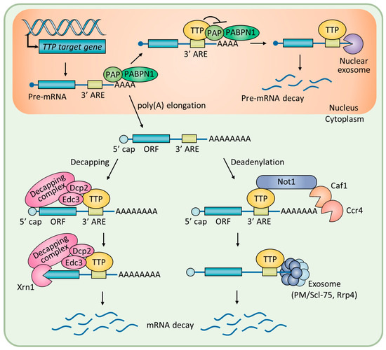IJMS | Free Full-Text | Roles of Tristetraprolin in Tumorigenesis