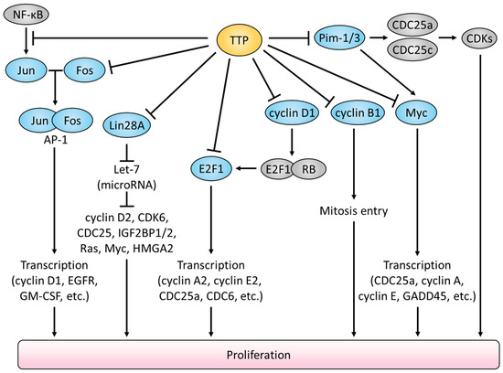 IJMS | Free Full-Text | Roles of Tristetraprolin in Tumorigenesis
