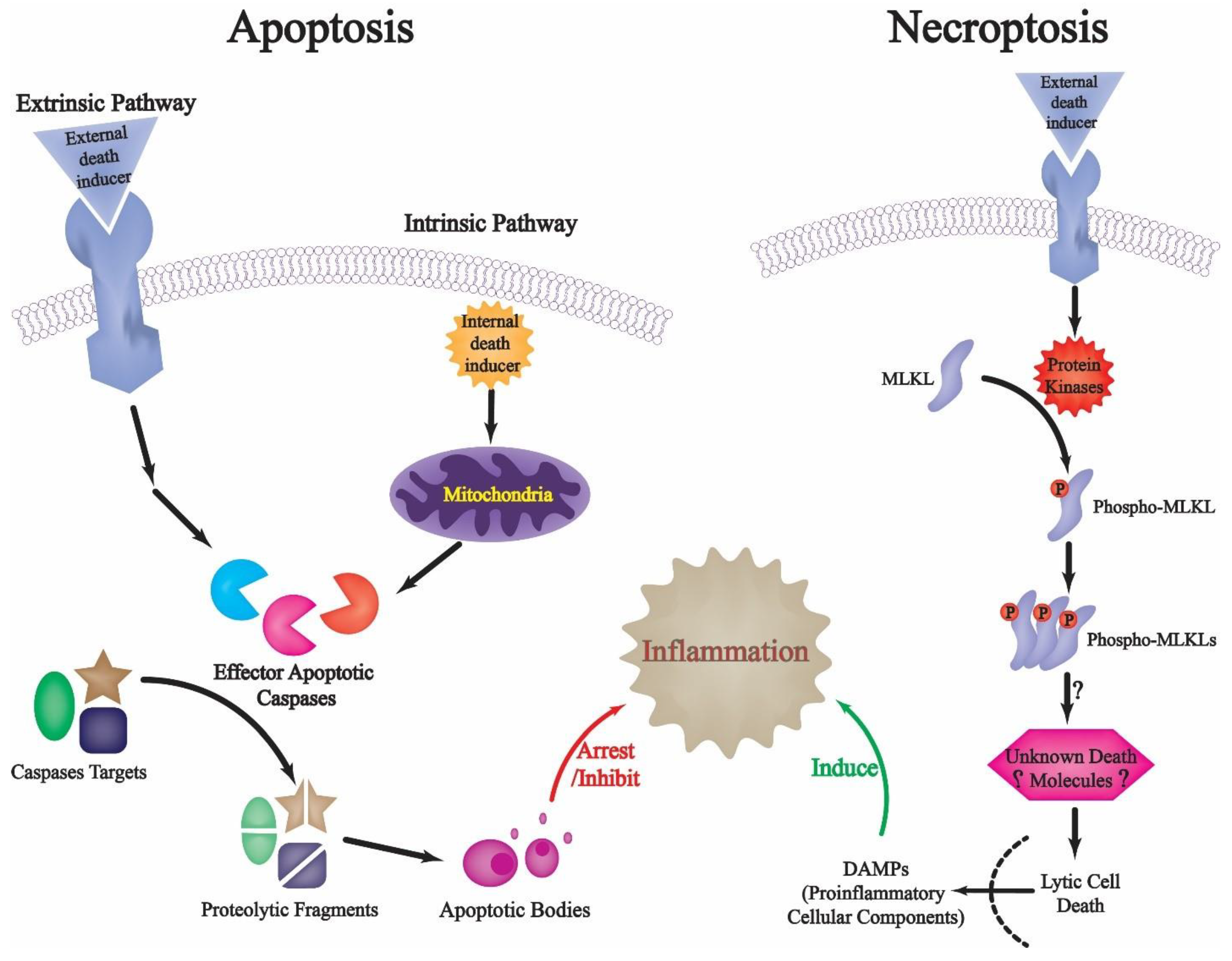 Ijms Free Full Text Regulating Apoptosis By Degradation The N End