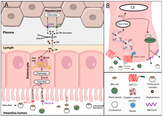 Familial Hypercholesterolemia: The Most Frequent Cholesterol Metabolism ...