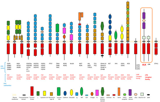 IJMS | Free Full-Text | Anaplastic Lymphoma Kinase (ALK) Receptor ...