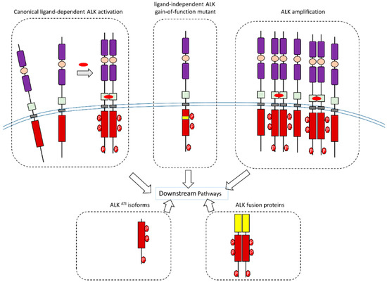 Anaplastic Lymphoma Kinase (ALK) Receptor Tyrosine Kinase: A Catalytic ...