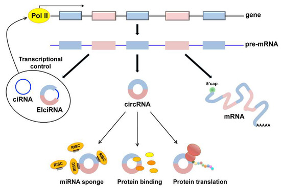 IJMS | Free Full-Text | Circular RNAs in Muscle Function and Disease