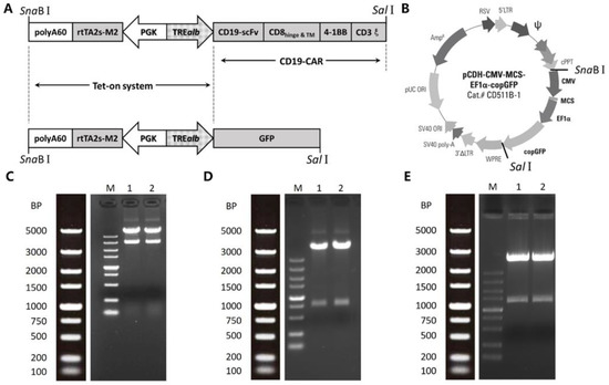 Development of Inducible CD19-CAR T Cells with a Tet-On System for ...