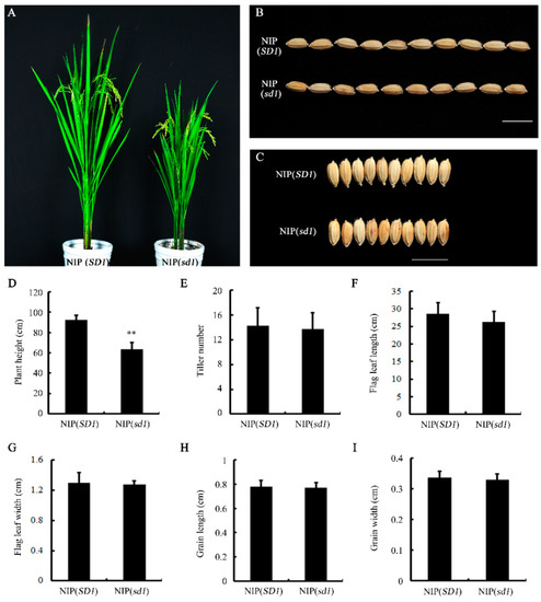 iTRAQ-Based Analysis of Proteins Co-Regulated by Brassinosteroids and ...