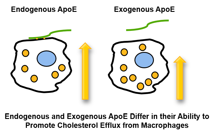 IJMS | Free Full-Text | Apoprotein E and Reverse Cholesterol Transport
