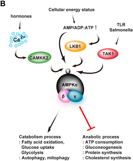 AMP-Activated Protein Kinase and Host Defense against Infection