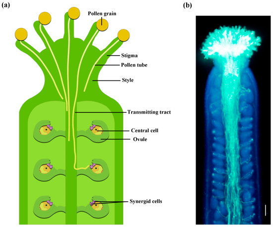 The Long Journey of Pollen Tube in the Pistil