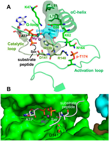 Structure and Physiological Regulation of AMPK