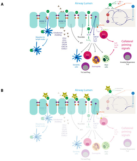 IJMS | Free Full-Text | Cellular and Molecular Events in the Airway ...