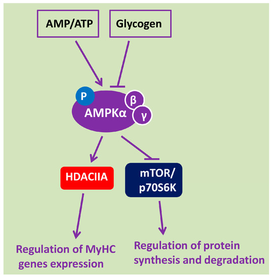 AMP-Activated Protein Kinase as a Key Trigger for the Disuse-Induced ...