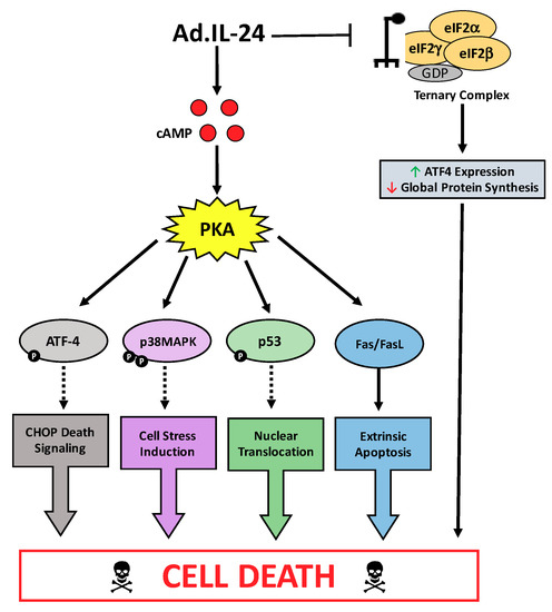 IL-24 Promotes Apoptosis through cAMP-Dependent PKA Pathways in Human ...