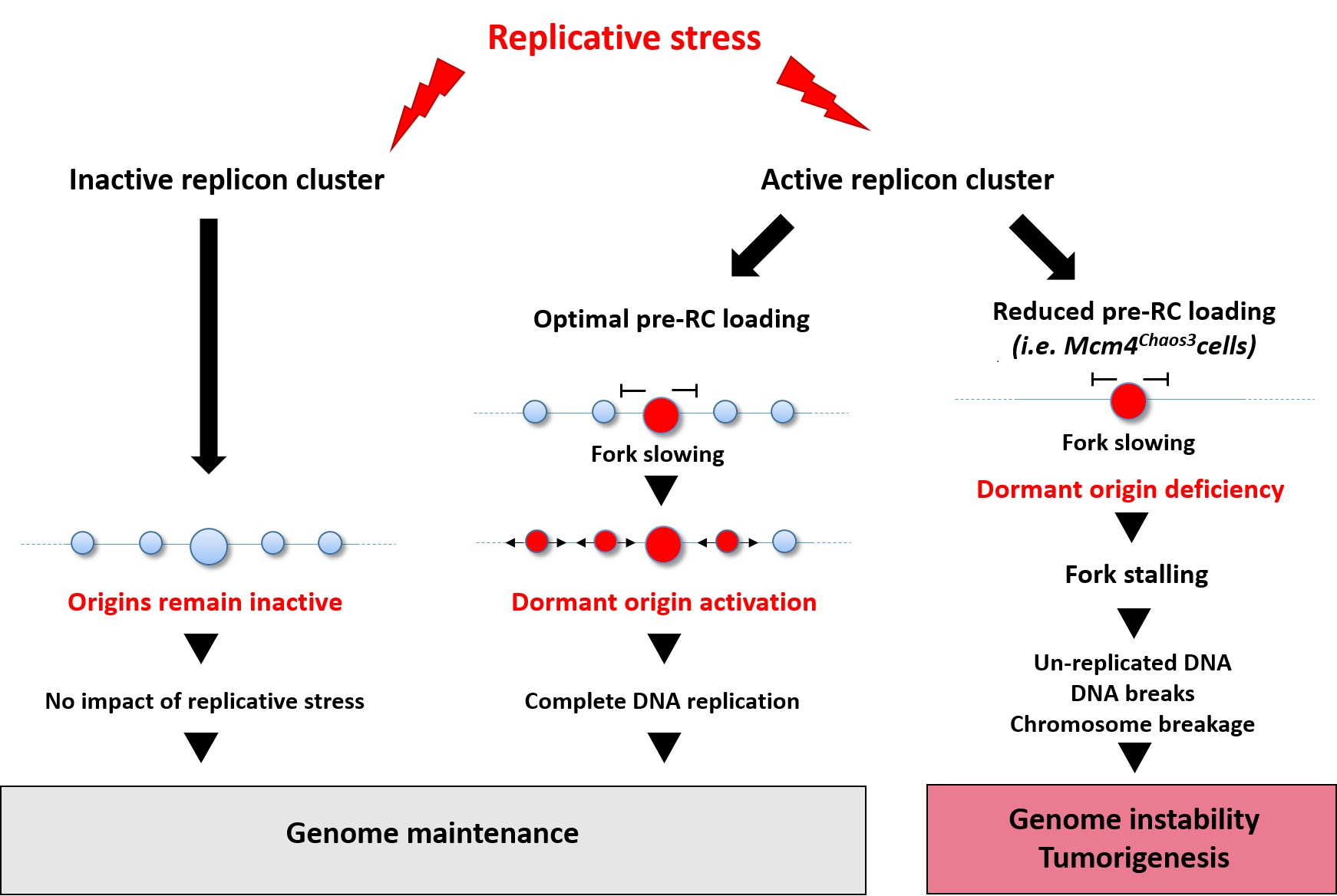 IJMS | Free Full-Text | The Protective Role of Dormant Origins in ...