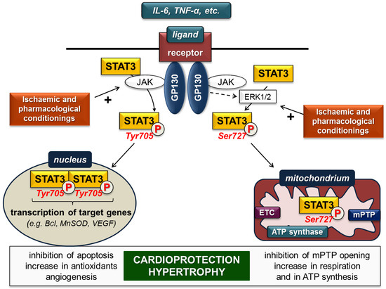 IJMS | Special Issue : Advances in Biological Functions of STAT3