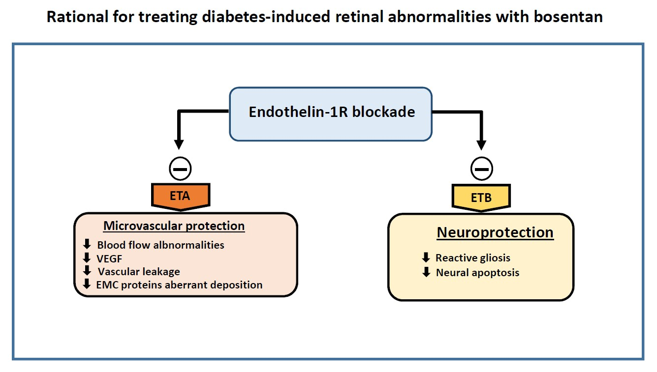 IJMS | Free Full-Text | Topical Administration of Bosentan Prevents ...