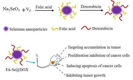 IJMS | Free Full-Text | Delivery of Doxorubicin for Human Cervical Carcinoma Targeting Therapy ...