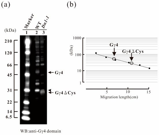 Characterization of Heterotrimeric G Protein γ4 Subunit in Rice
