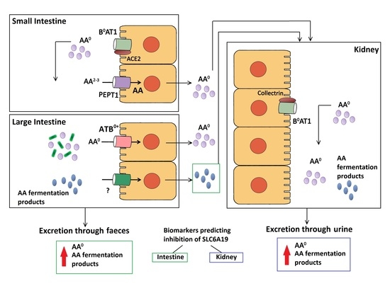 IJMS | Free Full-Text | Development of Biomarkers for Inhibition of ...