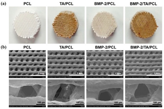 Design of a 3D BMP-2-Delivering Tannylated PCL Scaffold and Its Anti-Oxidant, Anti-Inflammatory ...
