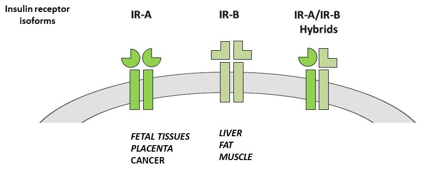 IJMS | Free Full-Text | Insulin Receptor Isoforms in Cancer