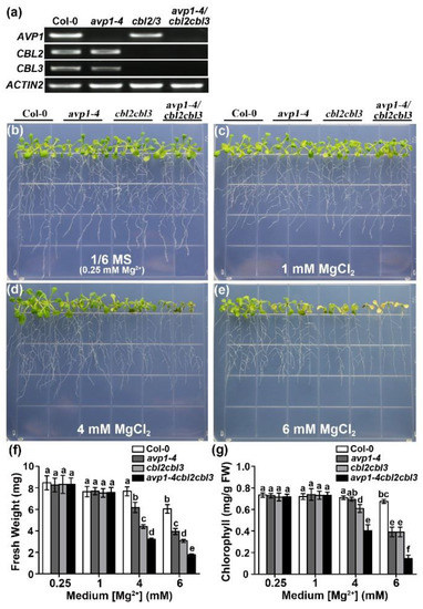 Vacuolar Proton Pyrophosphatase Is Required for High Magnesium ...