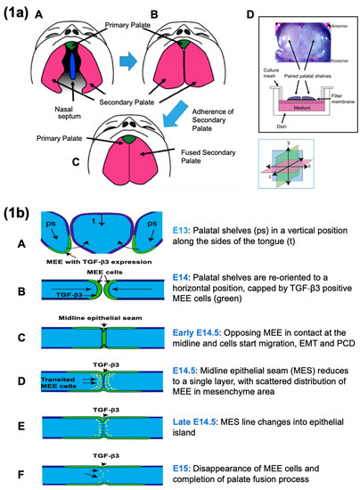 TGF-β Signaling and the Epithelial-Mesenchymal Transition during Palatal Fusion