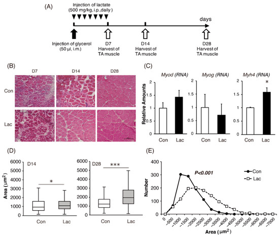 Lactate Promotes Myoblast Differentiation and Myotube Hypertrophy via a ...